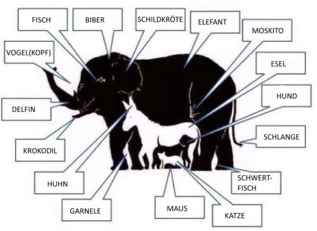 In diesem Bild sind 16 Tiere versteckt - findet ihr sie alle?