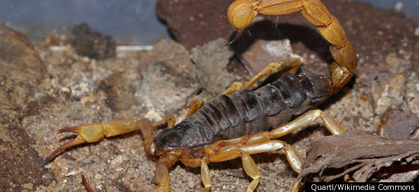 Scorpion Shells Patterned To Prevent Erosion