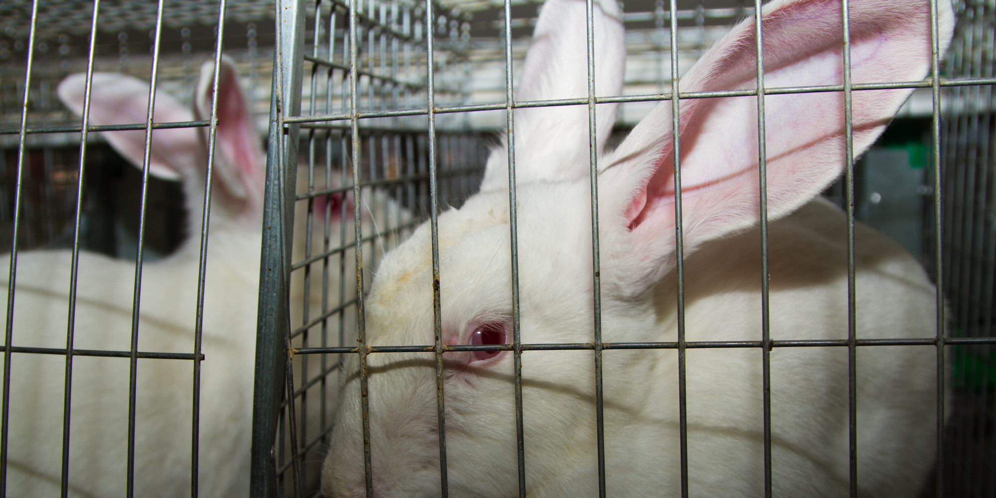 Enough Is Enough. It's Time Consumers Stood Up To Animal Testing ...