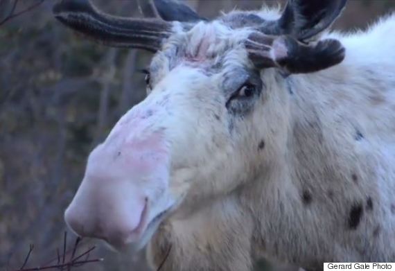 Rare Piebald Moose Captured On Video By Newfoundland Photographer ...