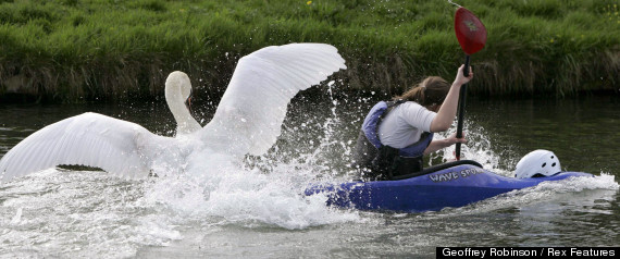 Aggressive Swan Nicknamed 'Mr. Asbo' Removed From The River Cam