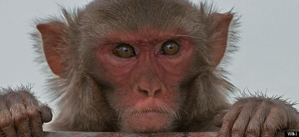 Rhesus Macaque Monkey On The Loose In Central Florida