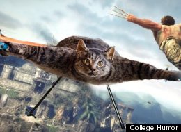 12 Pictures Of Helicopter Cat On Exciting New Adventures