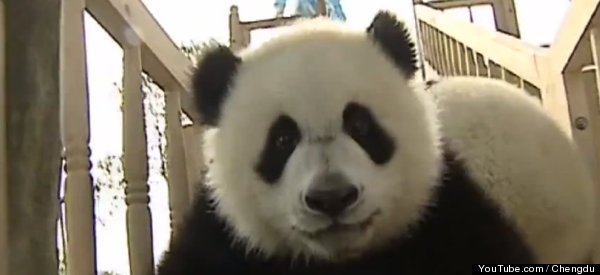 Baby Pandas On A Slide (VIDEO)