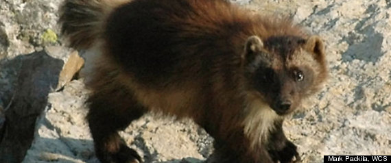 Wolverines' Eating Habits Could Be Altered By Climate Change