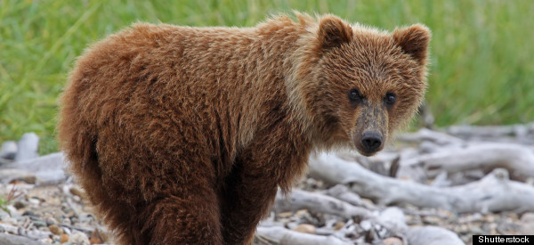 Do Women On Their Period Attract Bears? New Study Busts This Myth