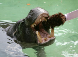 Am I that girl with the mossy teeth? | Mother Nature's Maid