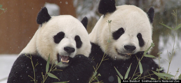 Panda Pee: How Bears Find Perfect Spot To Mark Their Scent