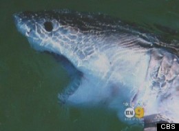 Great White Shark In Manhattan Beach Caught, Then Swam Right Under ...