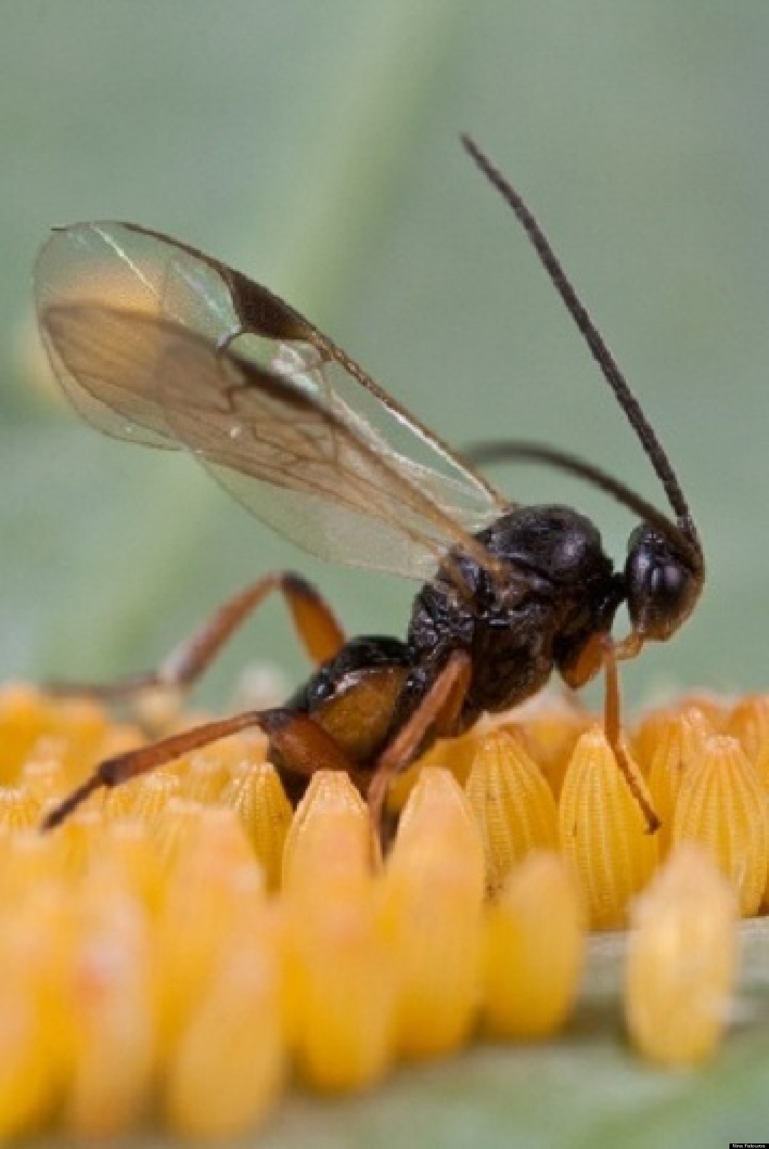 Parasitic Wasps Play 'Hitmen' To Protect Mustard Plant From Butterflies ...