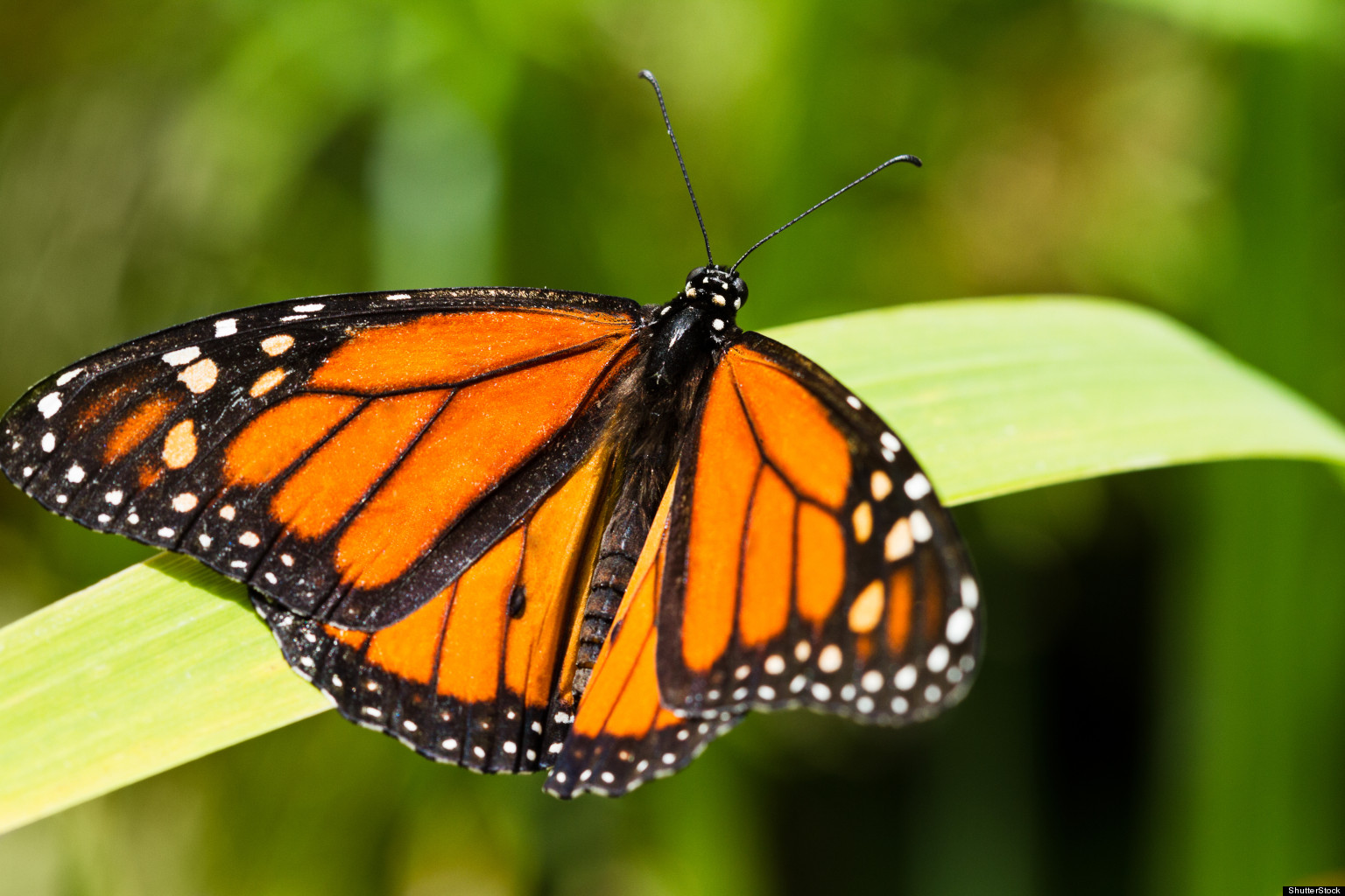 Biomimicry: Science Inspired By Nature Could Feed The Hungry, Reduce ...