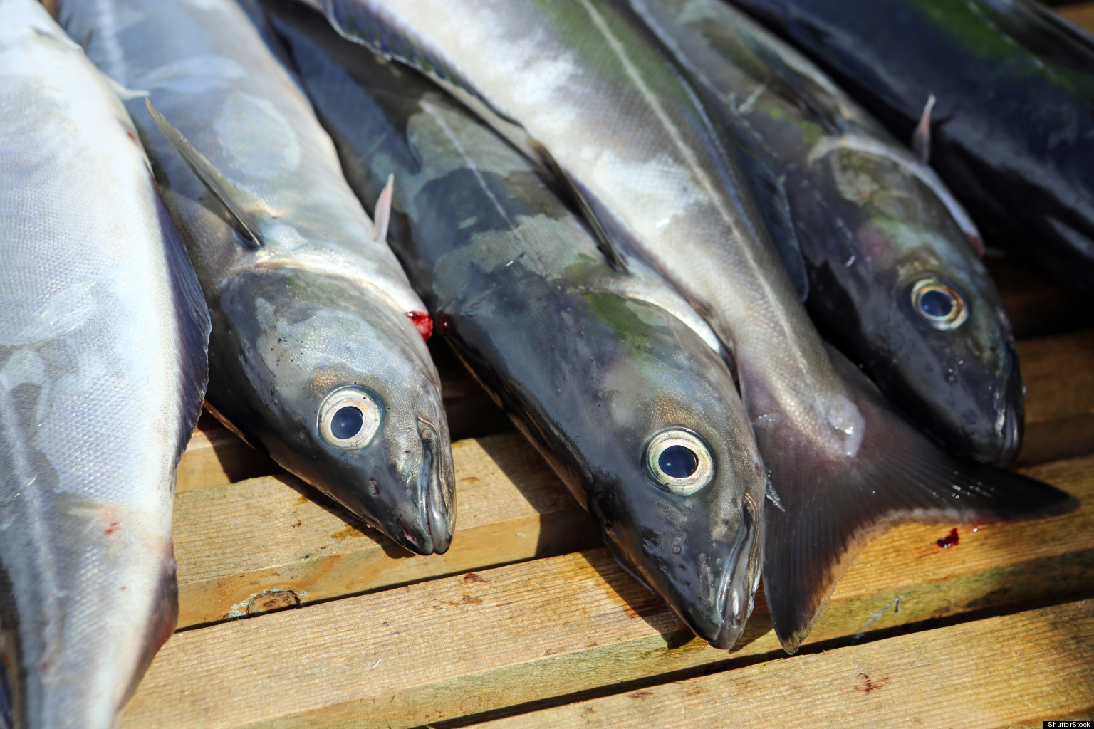 Climate Change To Shrink Fish By 2050 As Oceans Warm | HuffPost