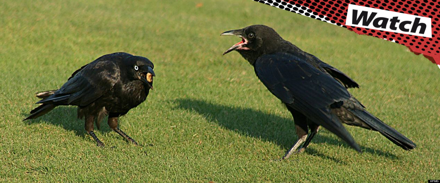 Crow Intelligence, Memory Research Suggests Birds Don't Forget Your ...