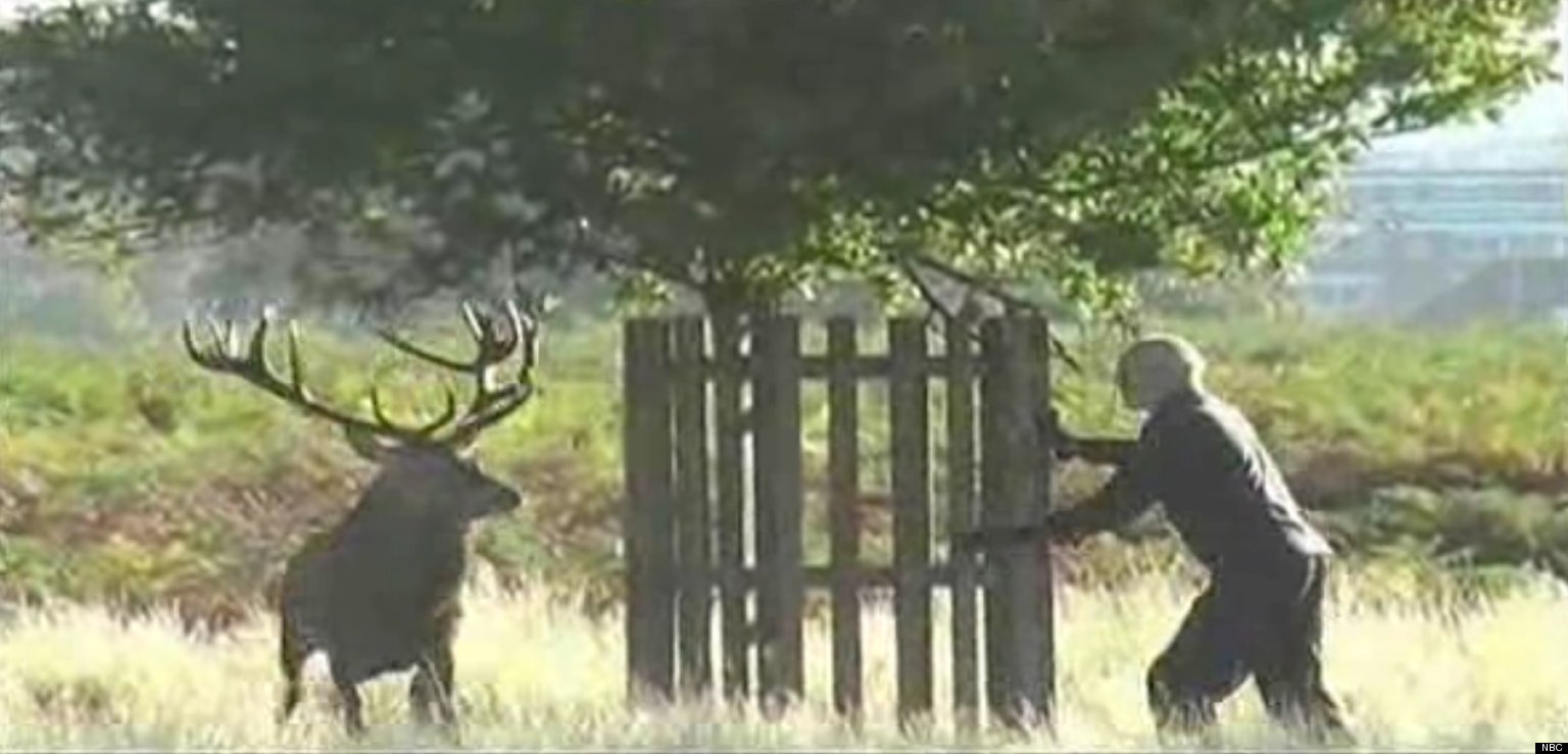 Deer Chases Man Who Gets Too Close To Mates (VIDEO) | HuffPost