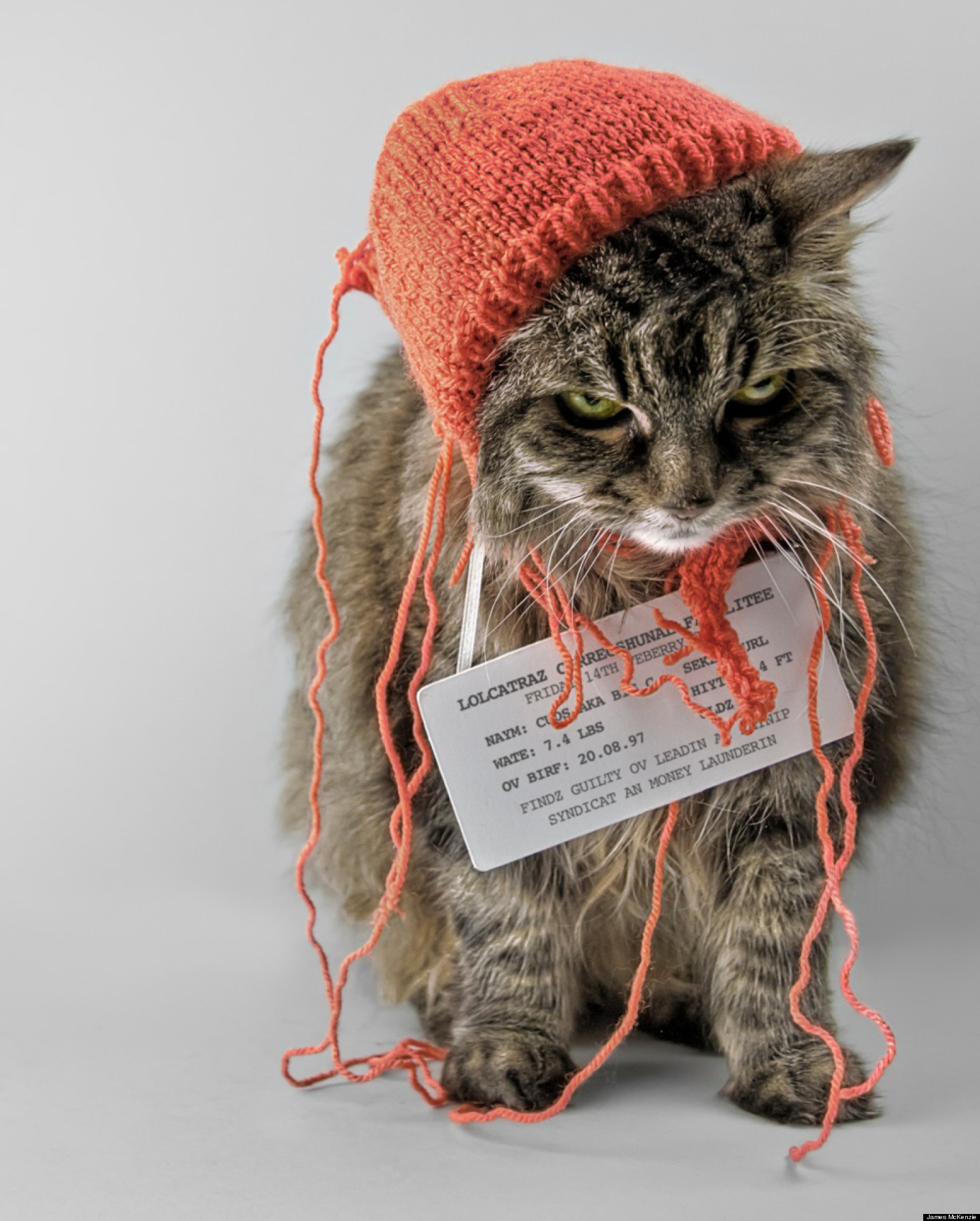 LOLCAT Art: Internet Meme Becomes Real Life Exhibition At London ...