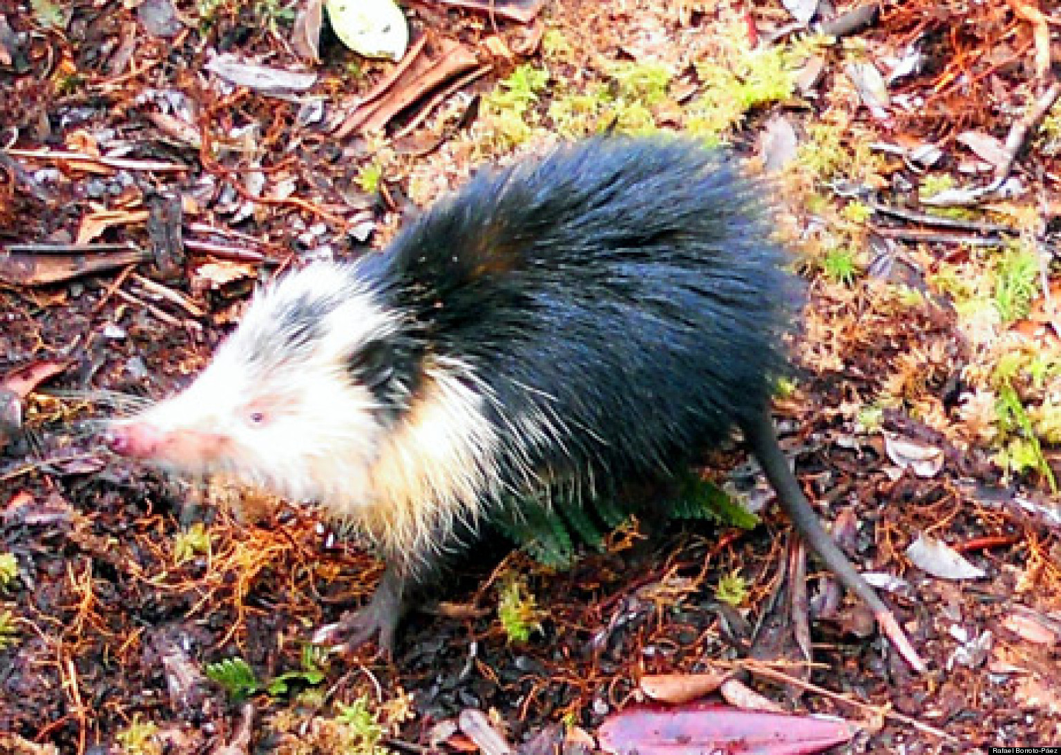 Cuban Solenodon: Venomous Mammal, Presumed Extinct, Rediscovered After ...