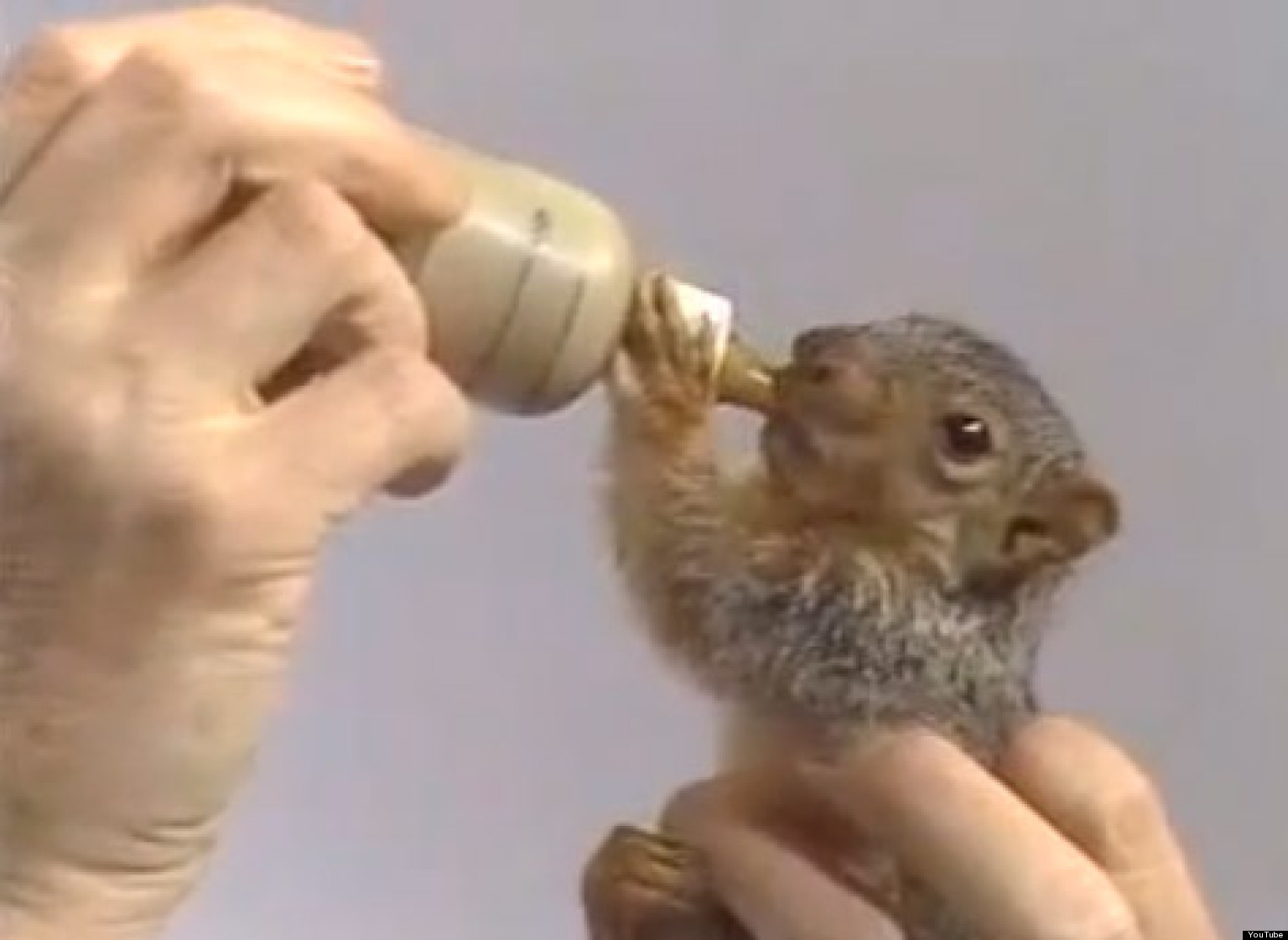 Bob Ross Feeds Baby Squirrel In This Bizarre, Perfect Video | HuffPost