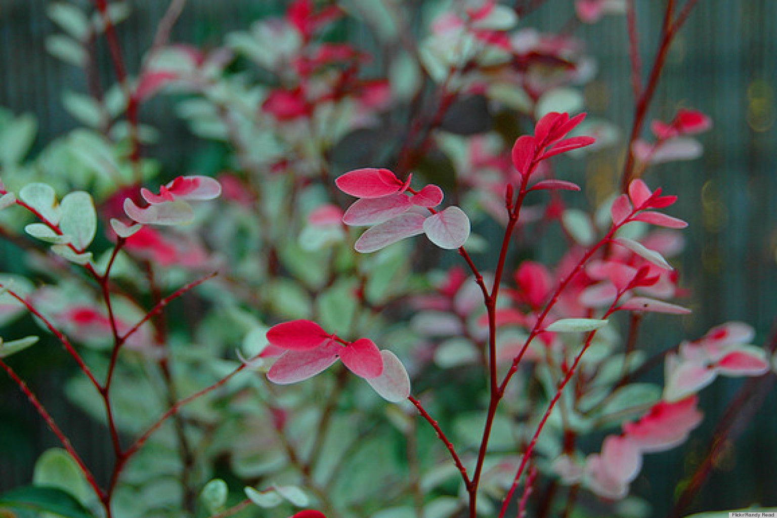 Sprout Home Plant Of The Week: Snowbush | HuffPost