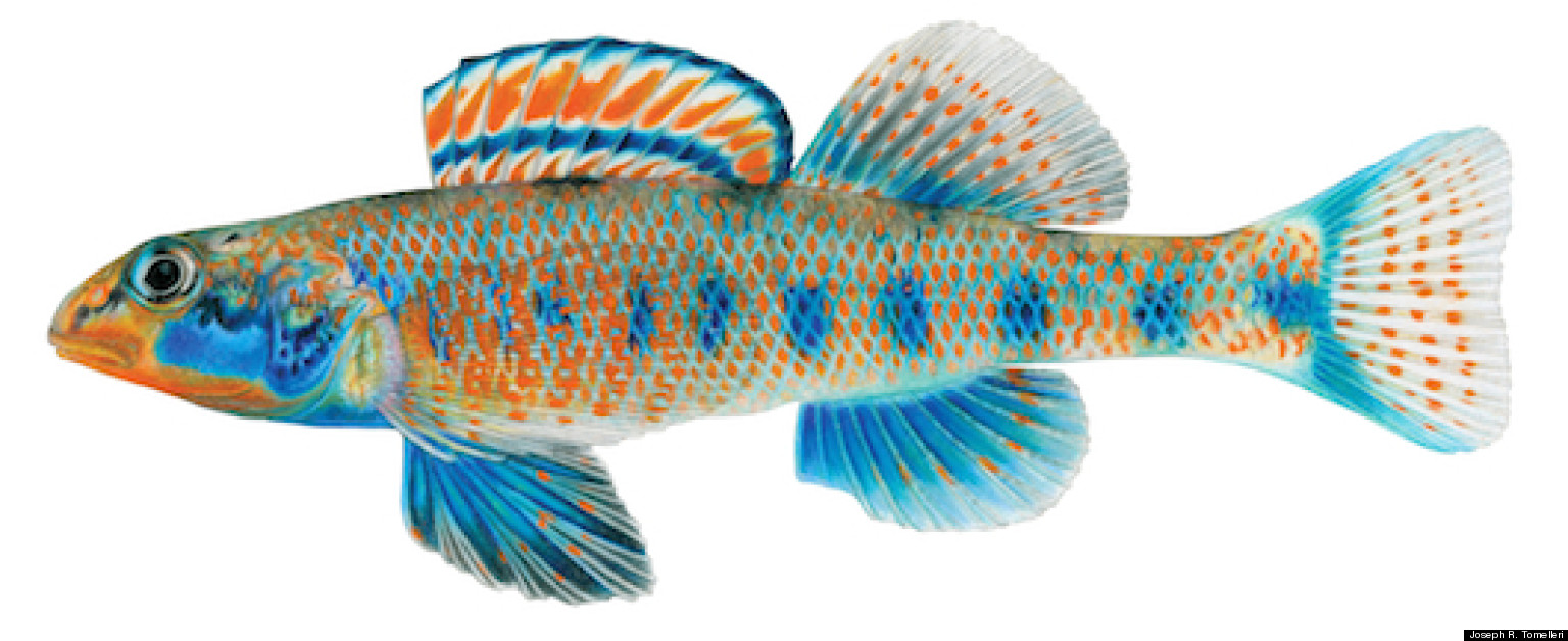 Etheostoma Obama, Fish Named After The President, Is A Newly Discovered ...