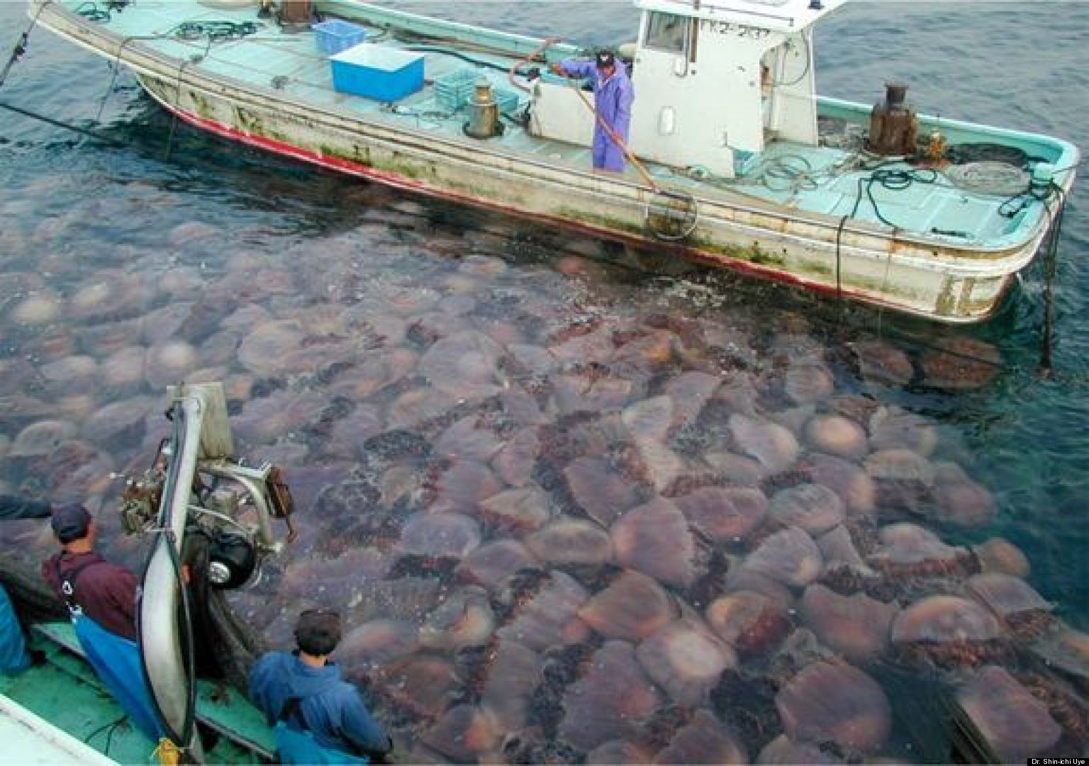Jellyfish Cycles Reveal Rise And Fall Of Gelatinous Creature | HuffPost