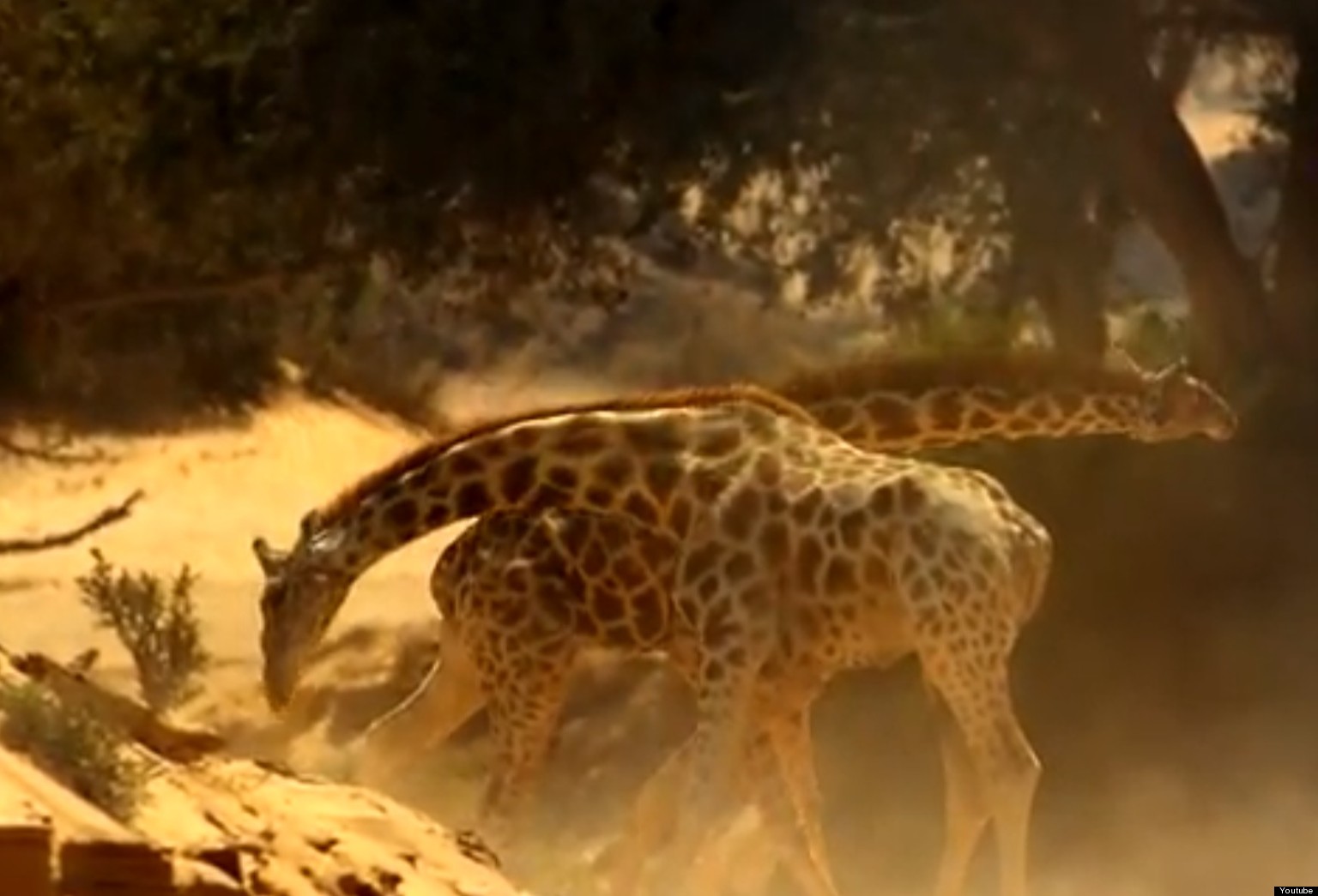 Images Of Giraffes Fighting