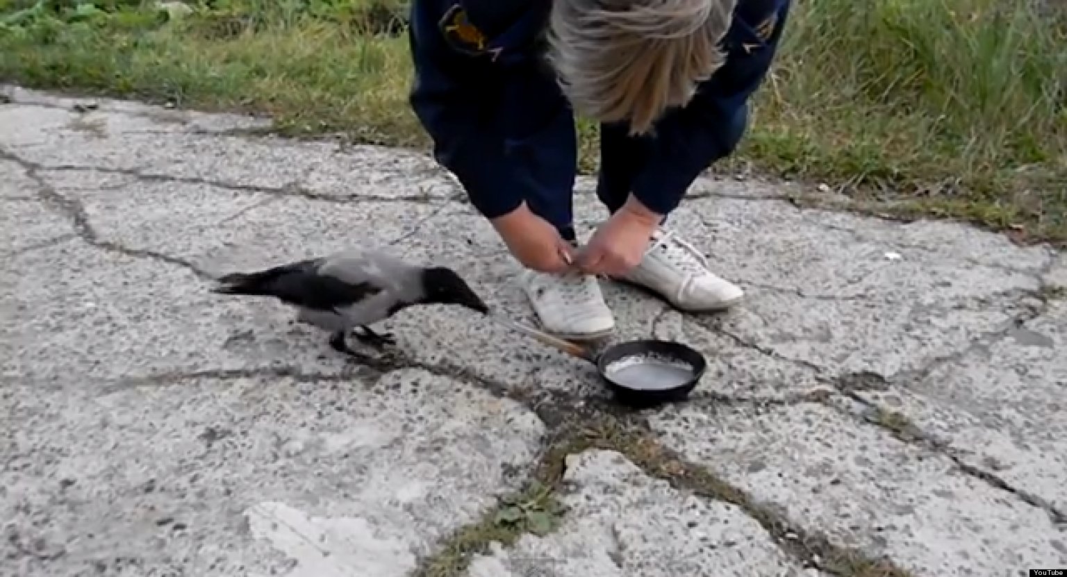 Evil Magpie Unties Shoes, Tries To Steal Tiny Frying Pan (VIDEO ...