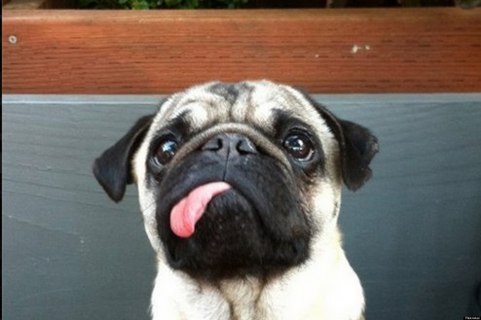 21 Dogs Who Can Teach You How To Derpy (PHOTOS)