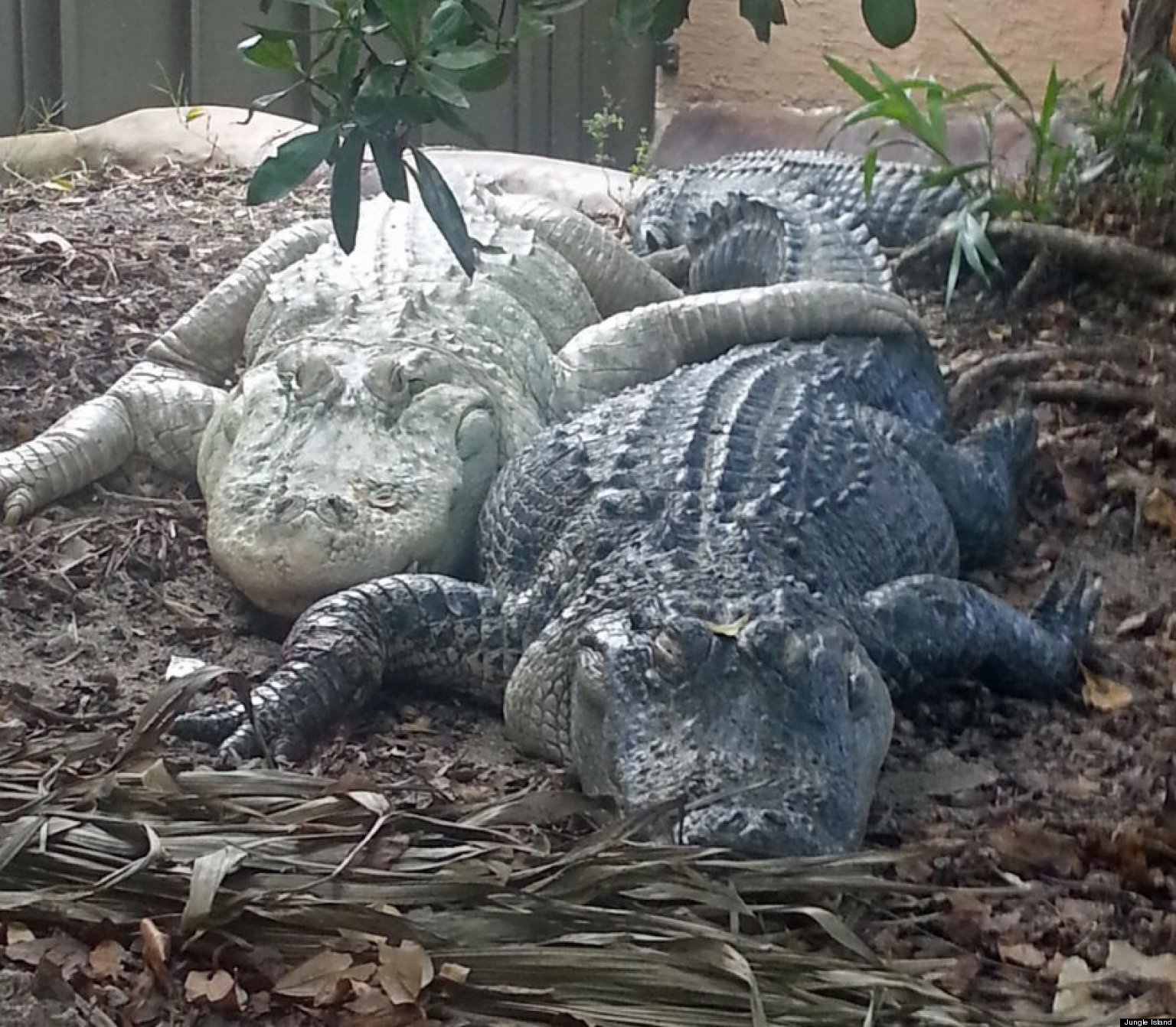 Cuddling Alligators, Birds Snapped On Valentine's Day At Jungle Island ...