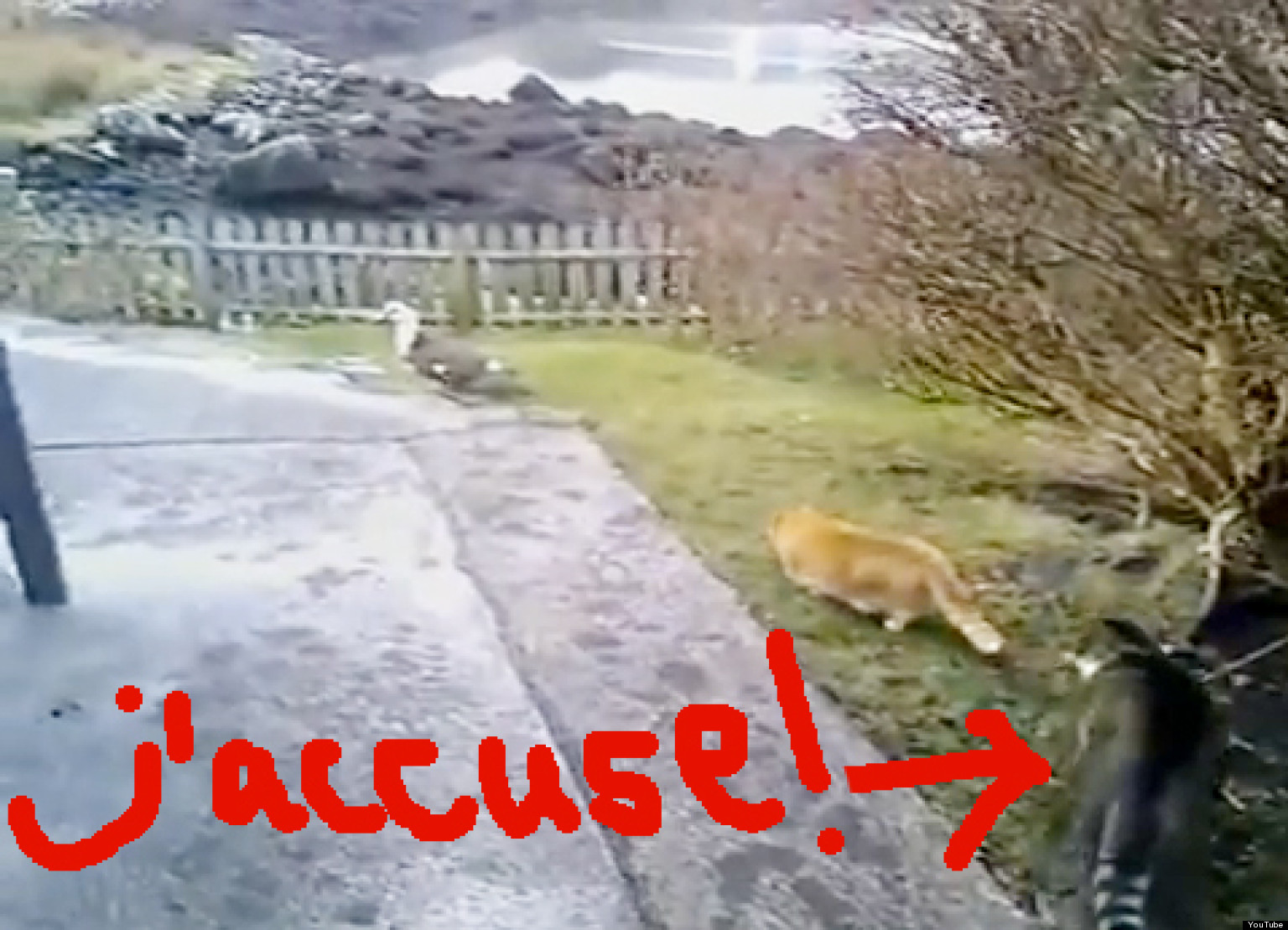 Cat Hunting Duck FAIL (VIDEO) | HuffPost